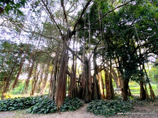 Durban Botanic Gardens & 11 fascinating things to see there