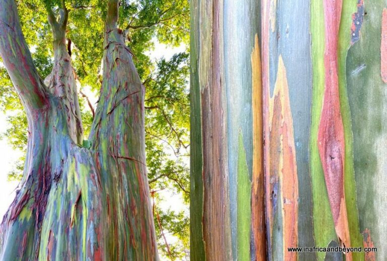 Durban Botanic Gardens & 11 fascinating things to see there