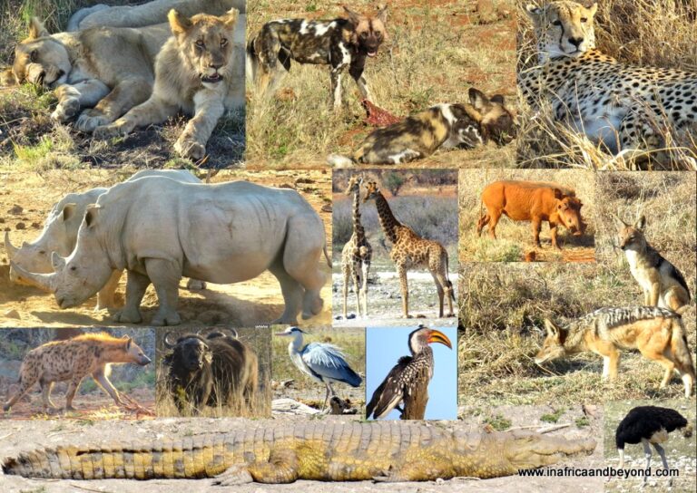 Tau Game Lodge - Exciting wildlife viewing at your doorstep