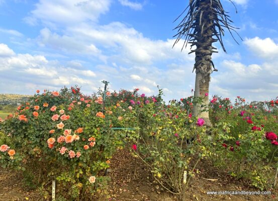 Ludwig's Roses: A Colourful Rose Wonderland in Pretoria