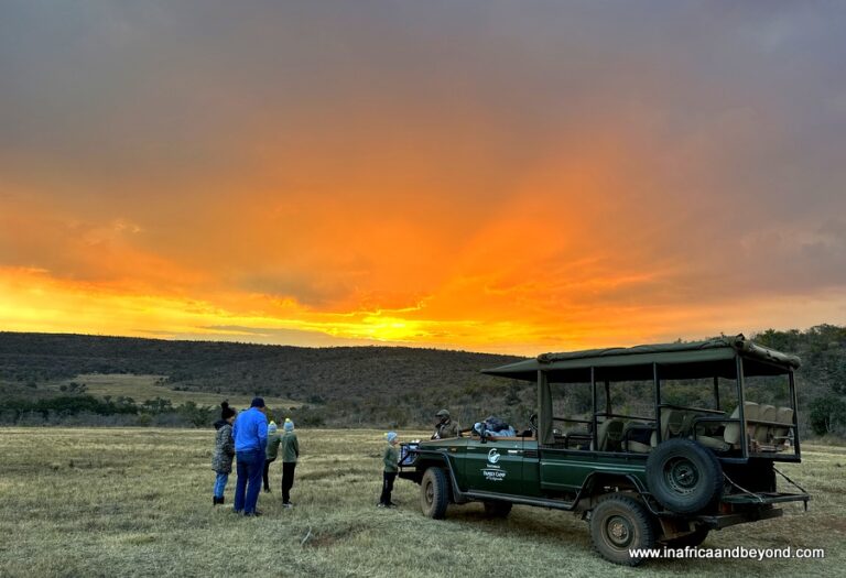 8 Best Big 5 Game Reserves near Johannesburg, South Africa